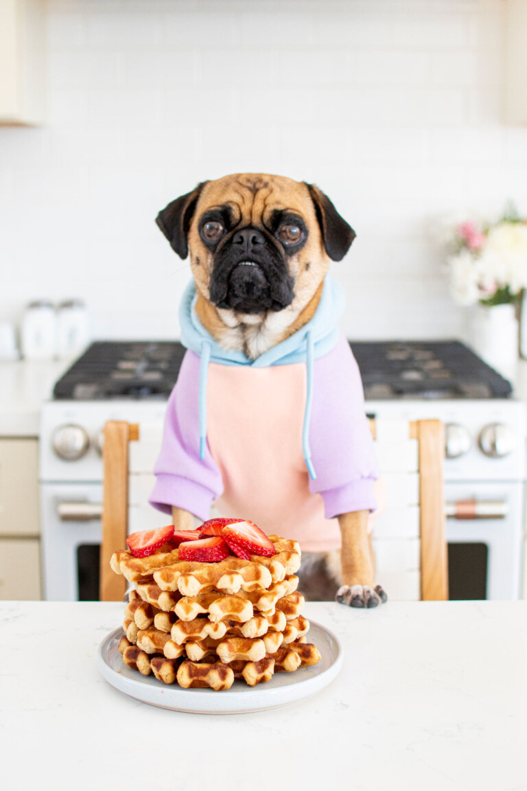Waffle Recipe for Dogs | Easy Brunch Recipe